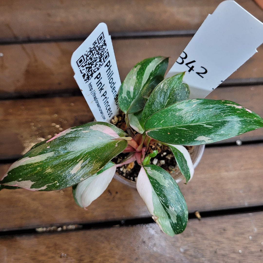 Philodendron Pink Princess Variegated House Plant Aroid Easy to Grow ...