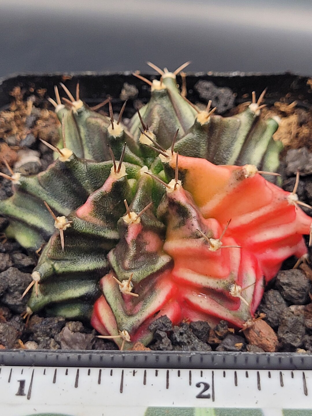 Gymnocalycium Mihanovichii Beautiful Unique Bright Orange and White ...