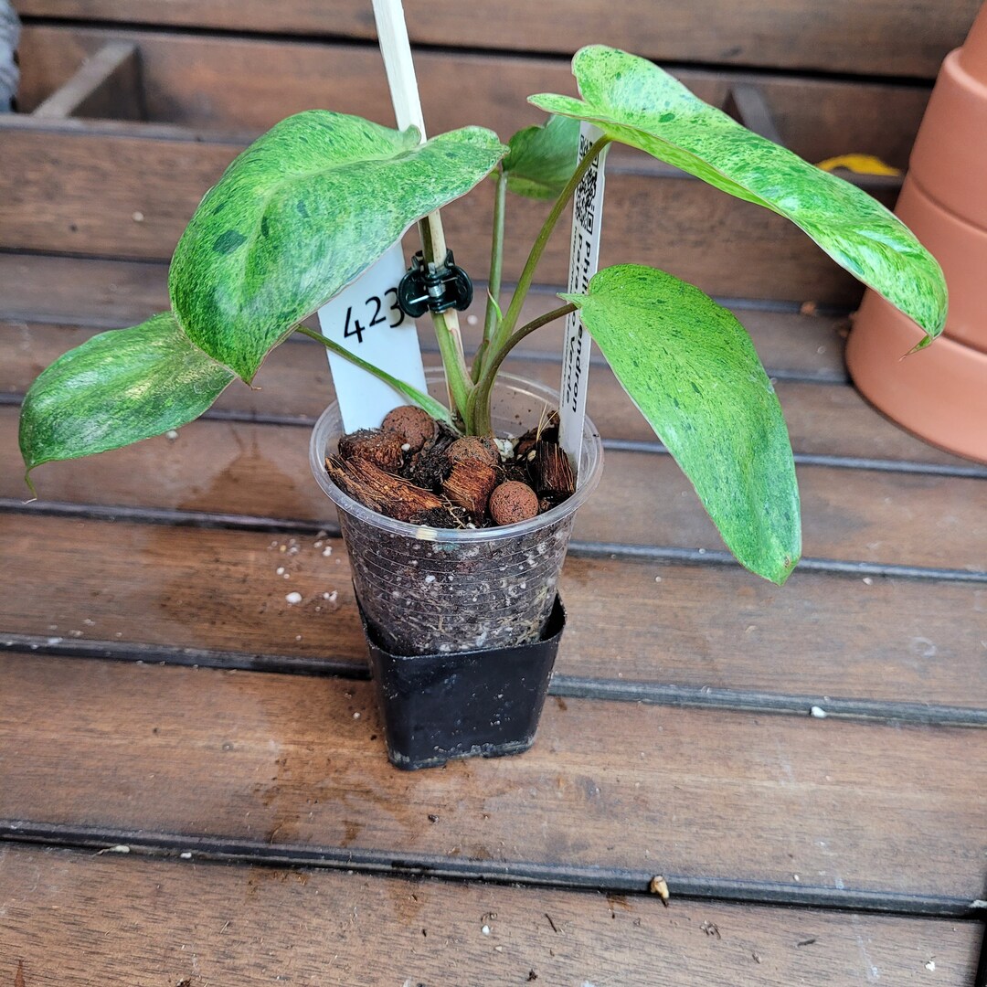 Philodendron Paraiso Verde House Plant Beautiful Healthy Rooted Easy - Etsy