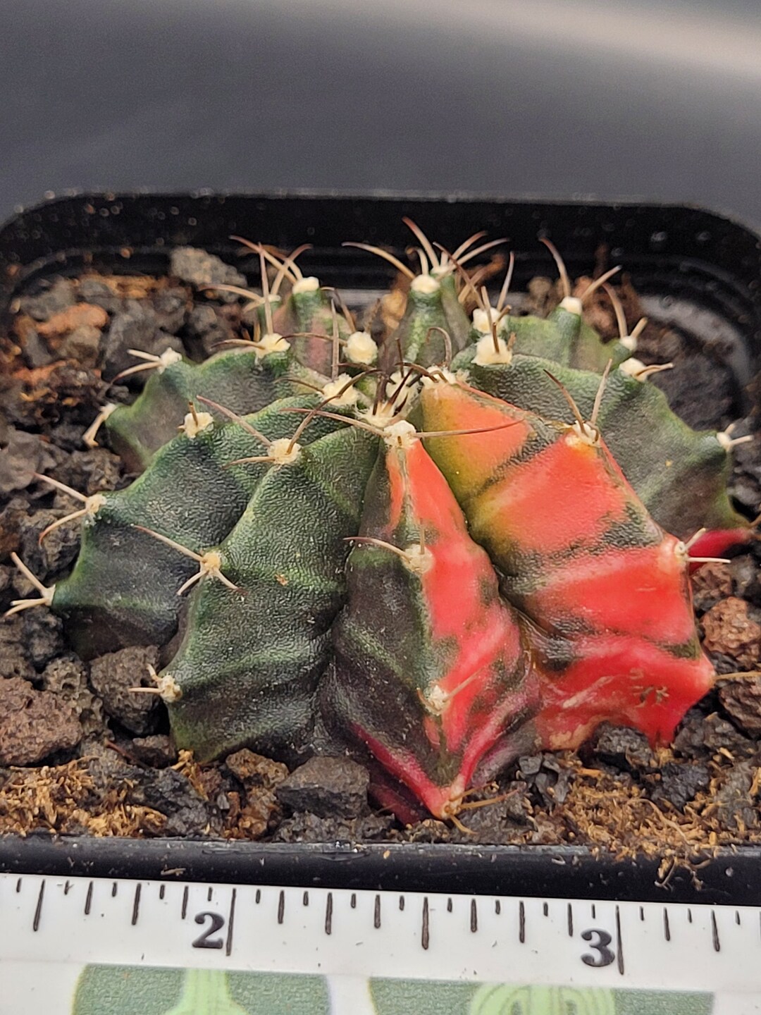 Gymnocalycium Mihanovichii Beautiful Unique Dark Green Green Veins in ...