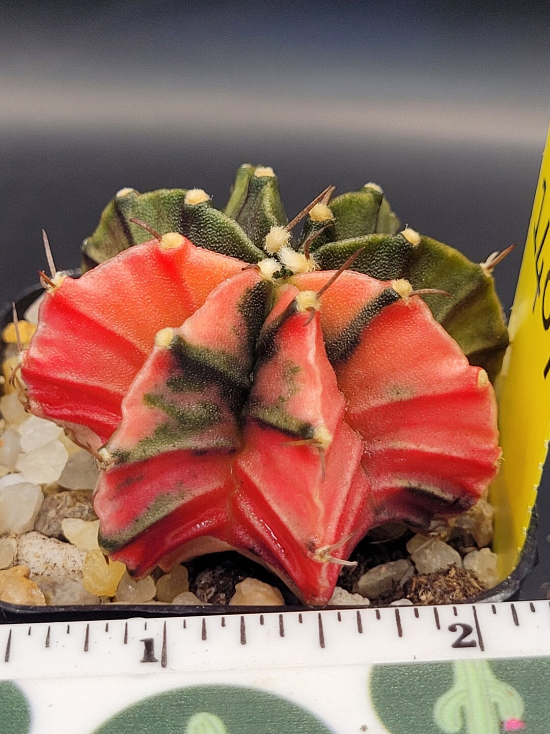 Gymnocalycium Mihanovichii Beautiful Unique Pretty Pink and Green Ribs ...