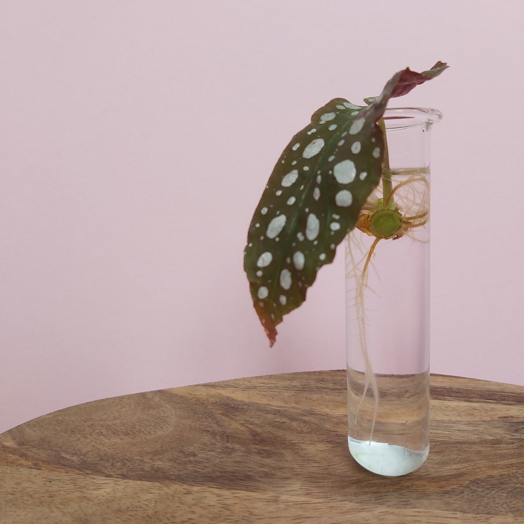Rooting Spotted Begonia Plant Cuttings to Grow on at Home - Etsy UK
