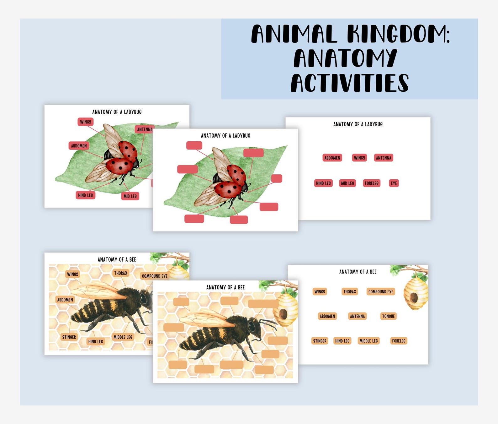 ANIMAL KINGDOM Unit Study Educational Resources for Teachers ...