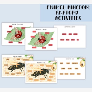 ANIMAL KINGDOM Unit Study Educational Resources for Teachers ...