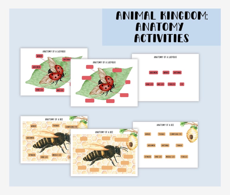 ANIMAL KINGDOM Unit Study Educational Resources for Teachers ...