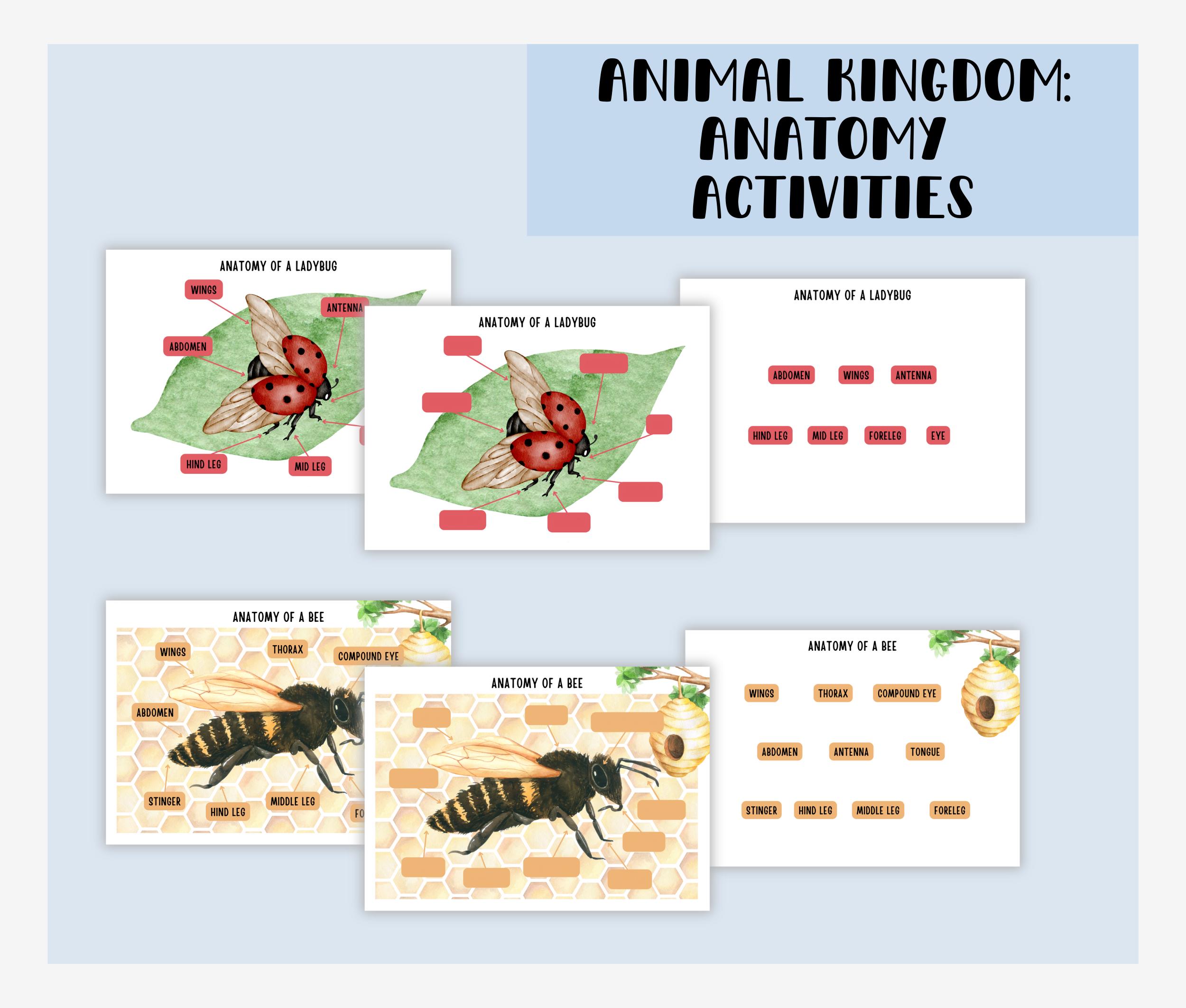 ANIMAL KINGDOM Unit Study Educational Resources for Teachers ...