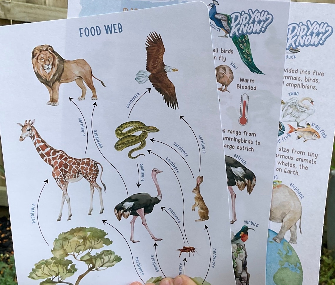 ANIMAL KINGDOM Unit Study Educational Resources for Teachers ...