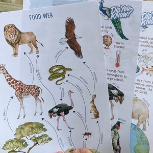 ANIMAL KINGDOM Unit Study Educational Resources for Teachers ...