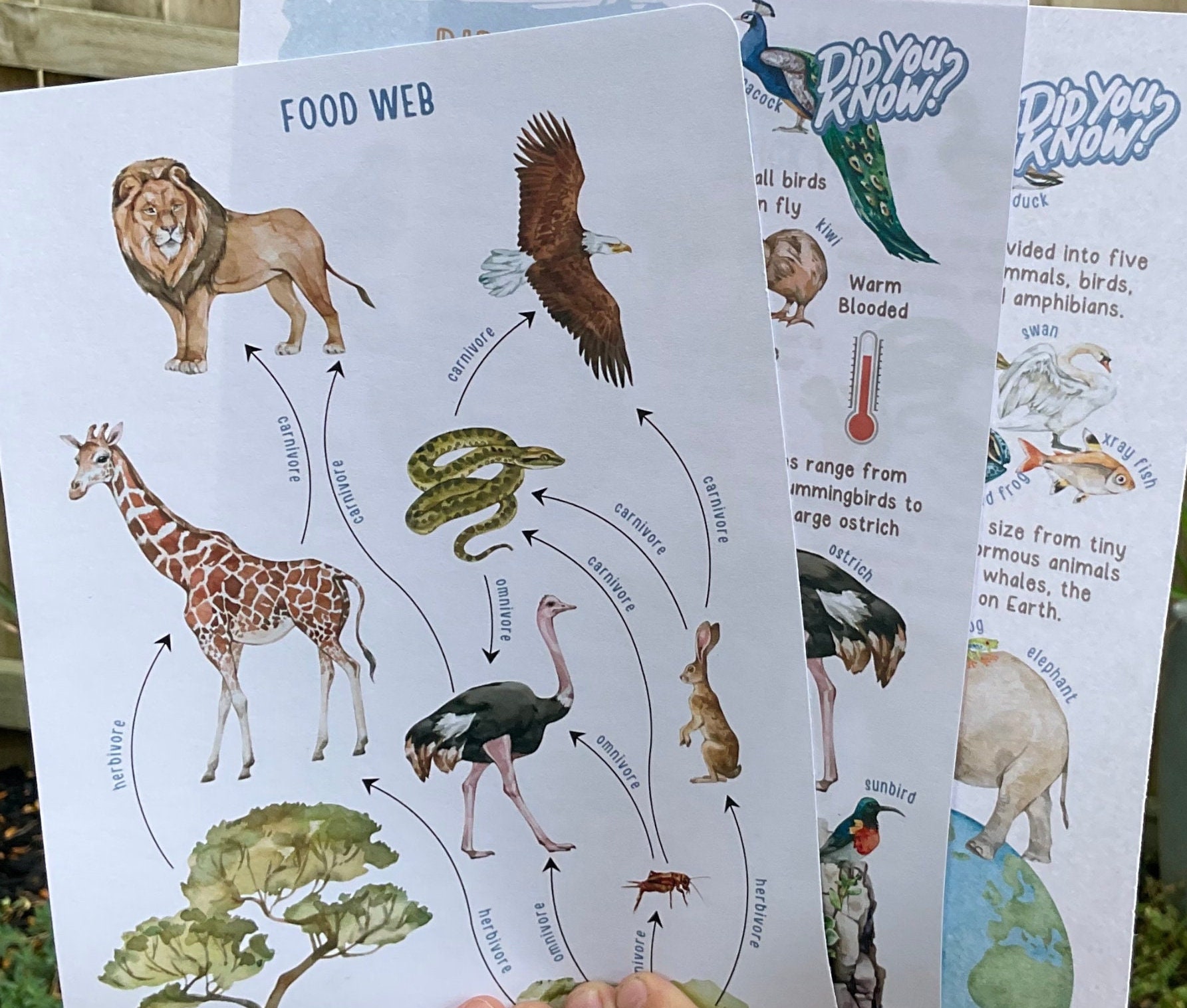 ANIMAL KINGDOM Unit Study Educational Resources for Teachers ...