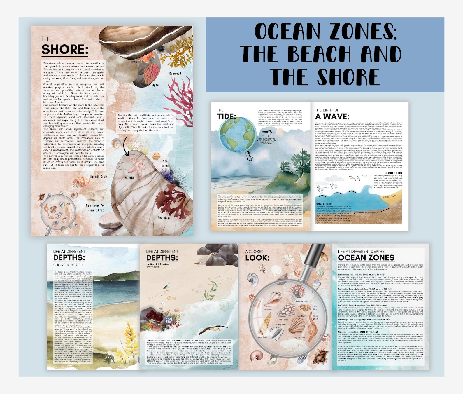 OCEAN Unit Study Educational Resources for Teachers, Homeschool and ...