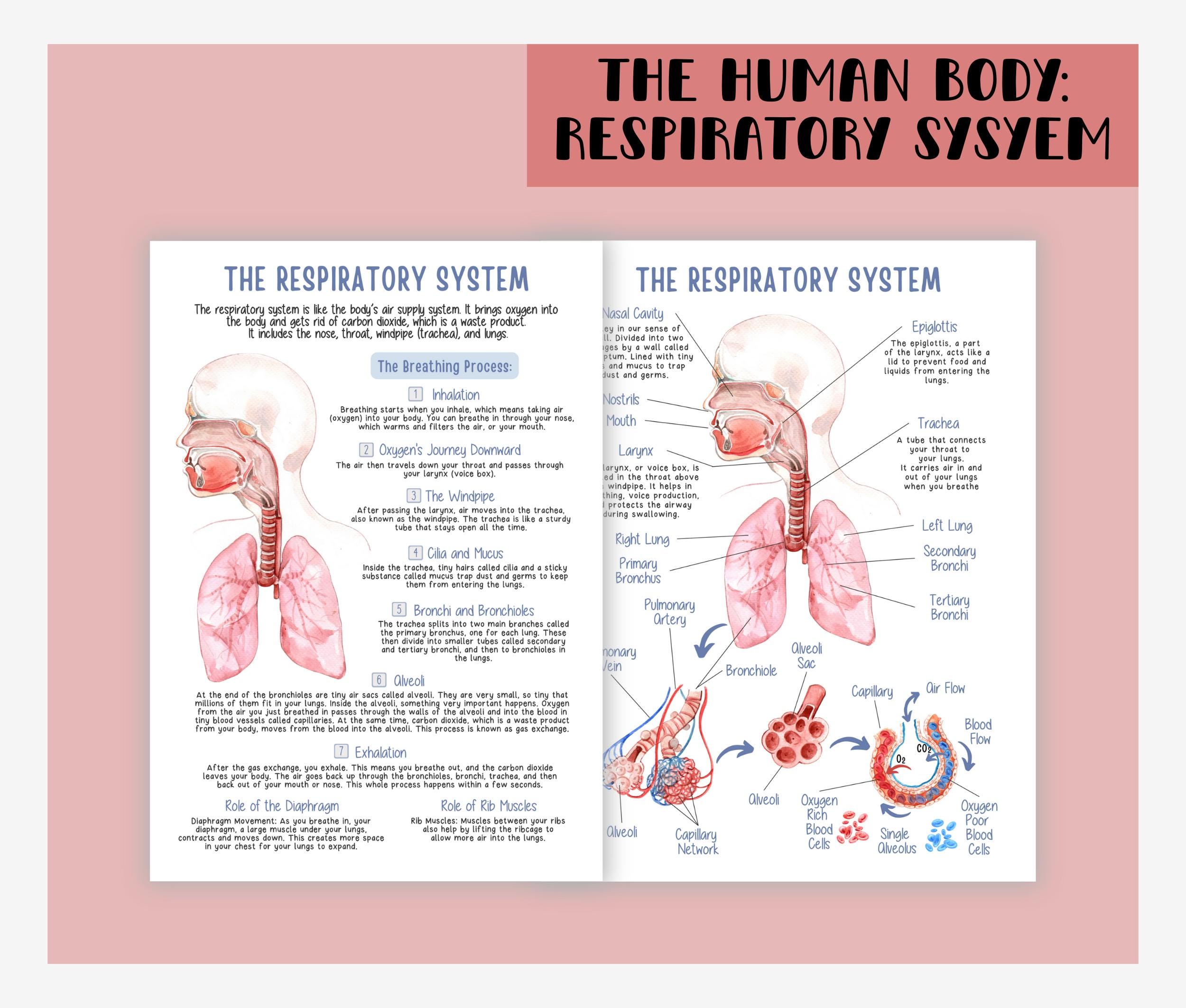 Human Anatomy Unit Study Educational Pack for Teachers, Homeschooling ...