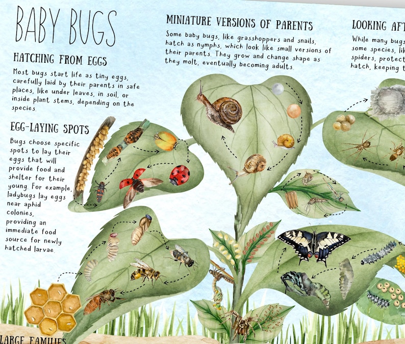 Homeschool Unit Study Bundle: Ocean, Bugs, Animals, Human Body (digital ...