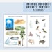 ANIMAL KINGDOM Unit Study Educational Resources for Teachers ...