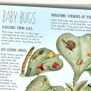 Insect Study and Bug Life Cycles for Kids | Printable Booklet With ...