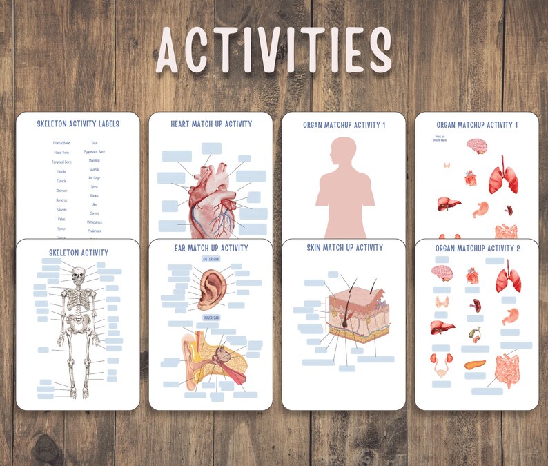 Human Anatomy Unit Study Educational Pack for Teachers, Homeschooling ...