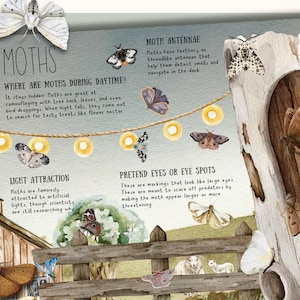 Insect Study and Bug Life Cycles for Kids | Printable Booklet With ...