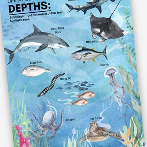 OCEAN Unit Study Educational Resources for Teachers, Homeschool and ...