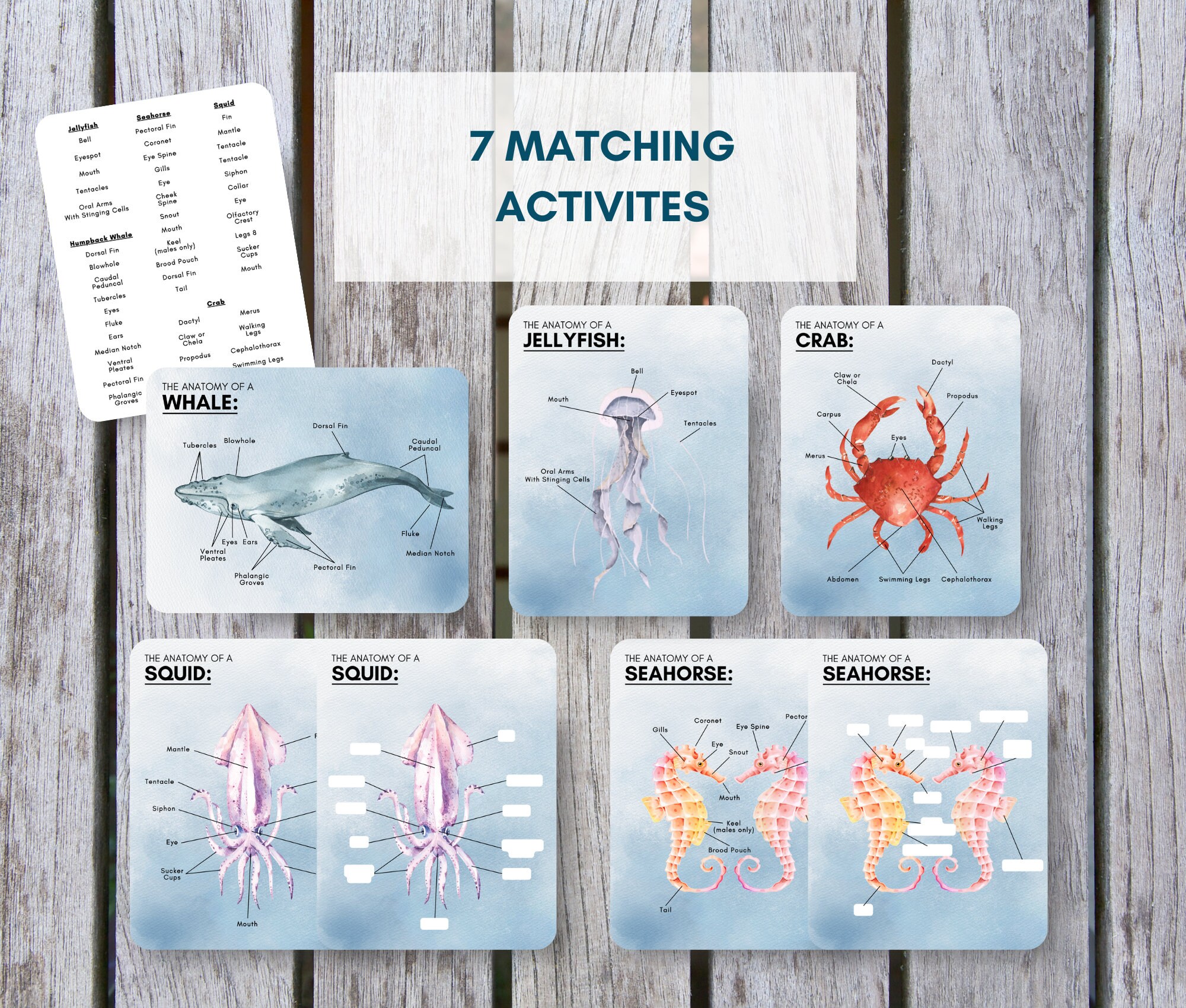 OCEAN Unit Study Educational Resources for Teachers, Homeschool and ...