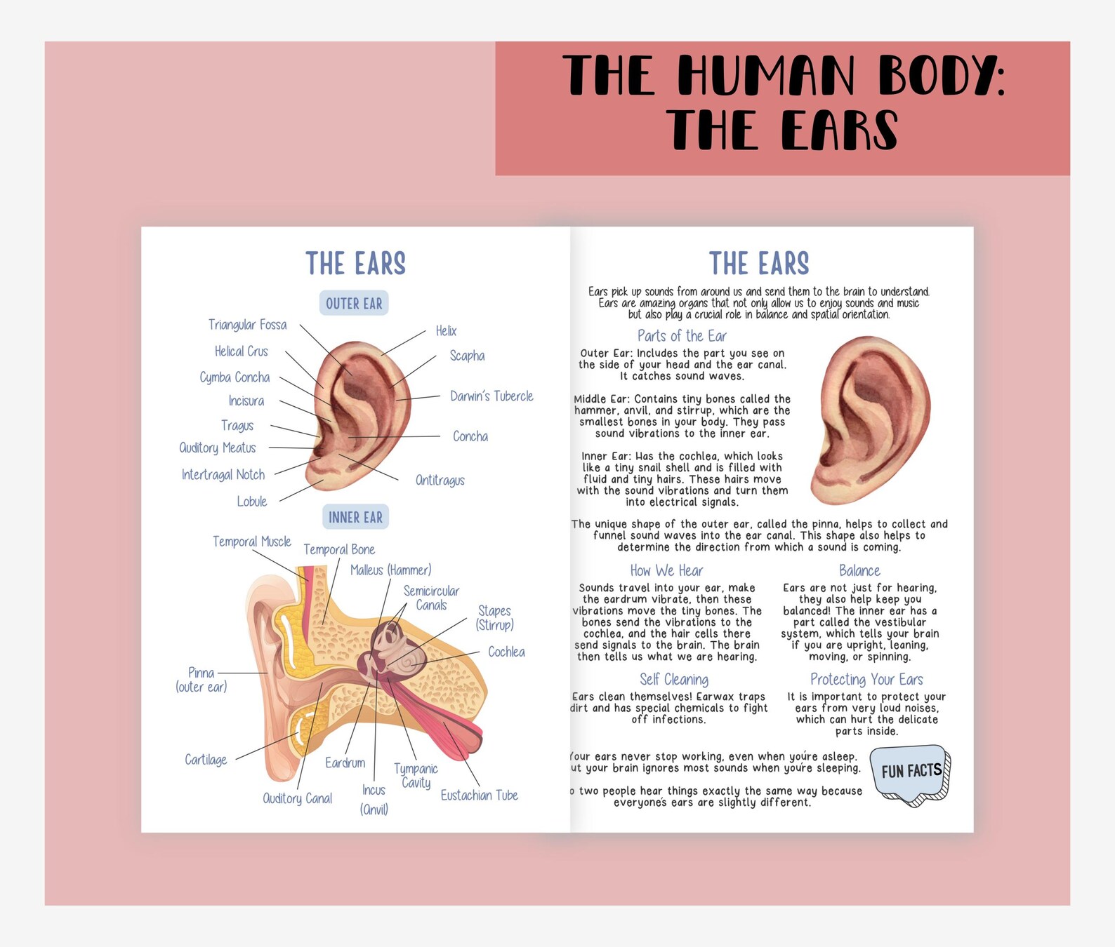 Human Anatomy Unit Study Educational Pack for Teachers, Homeschooling ...