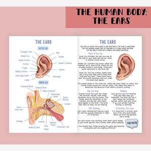 Human Anatomy Unit Study Educational Pack for Teachers, Homeschooling ...