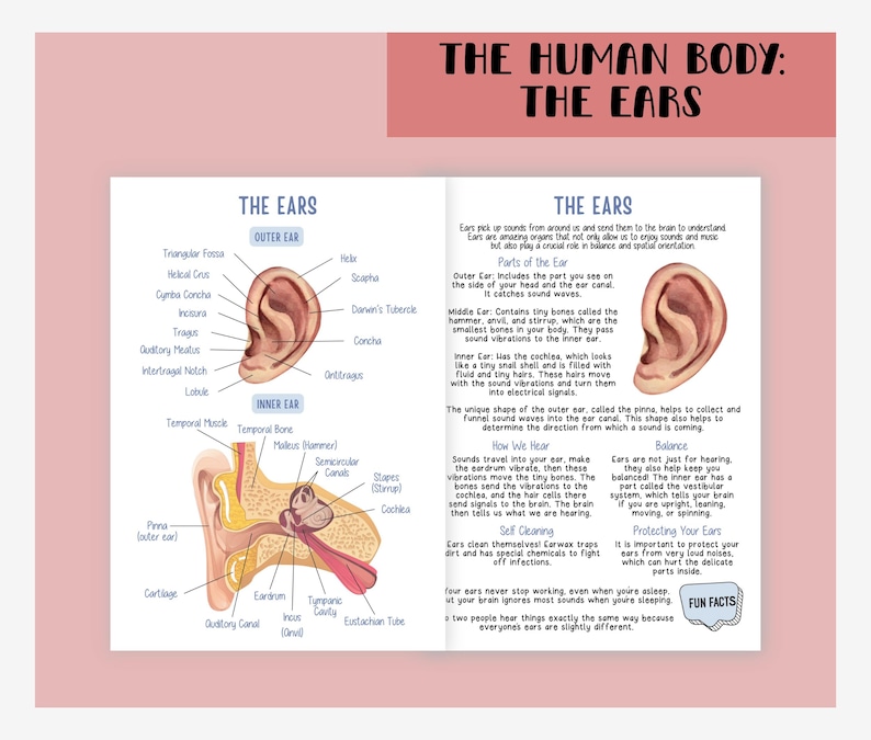 Human Anatomy Unit Study Educational Pack for Teachers, Homeschooling ...