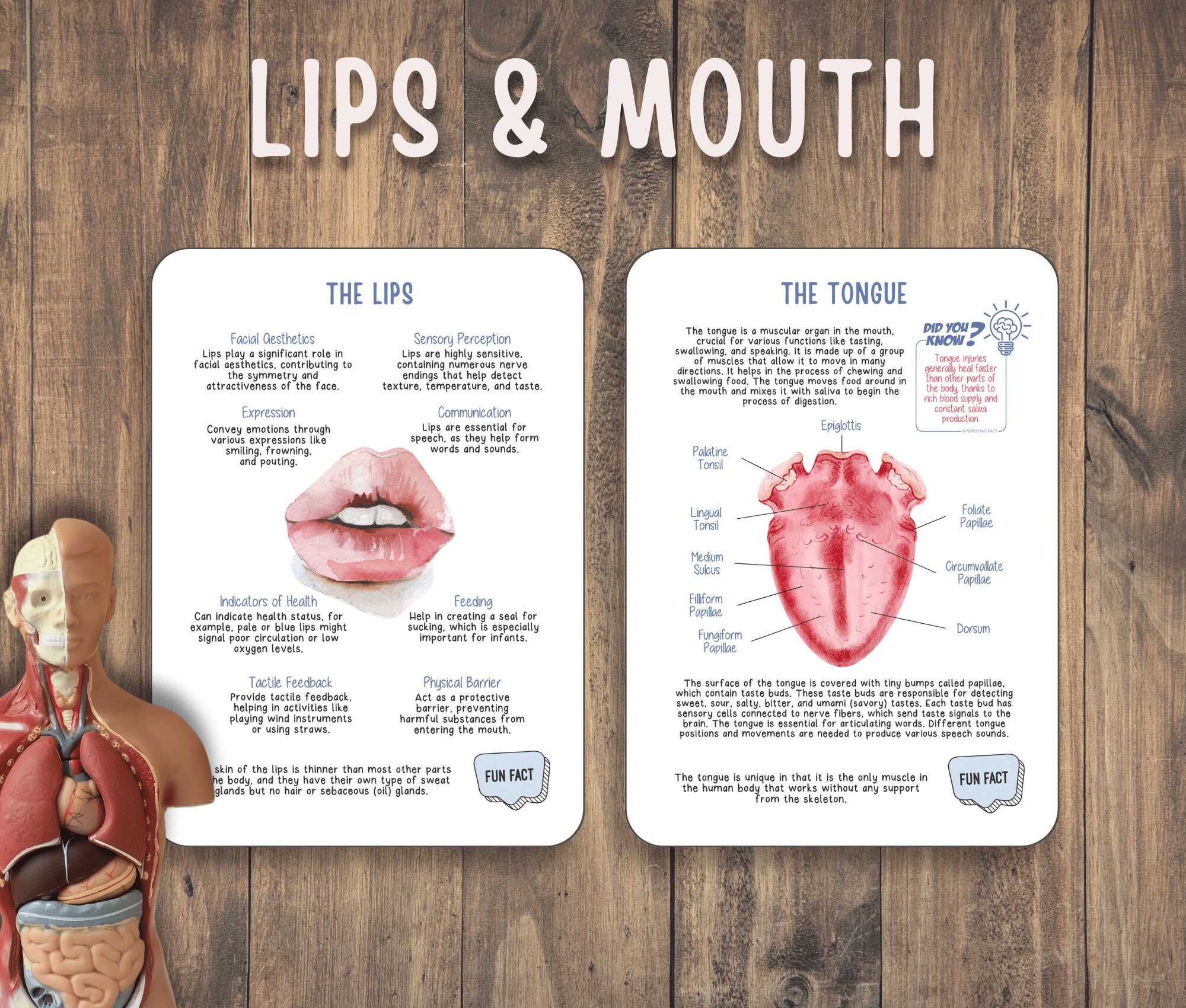 Human Anatomy Unit Study Educational Pack For Teachers Homeschooling