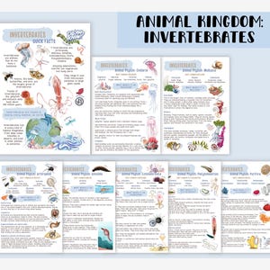 Homeschool Unit Study Bundle: Ocean, Bugs, Animals, Human Body (digital ...