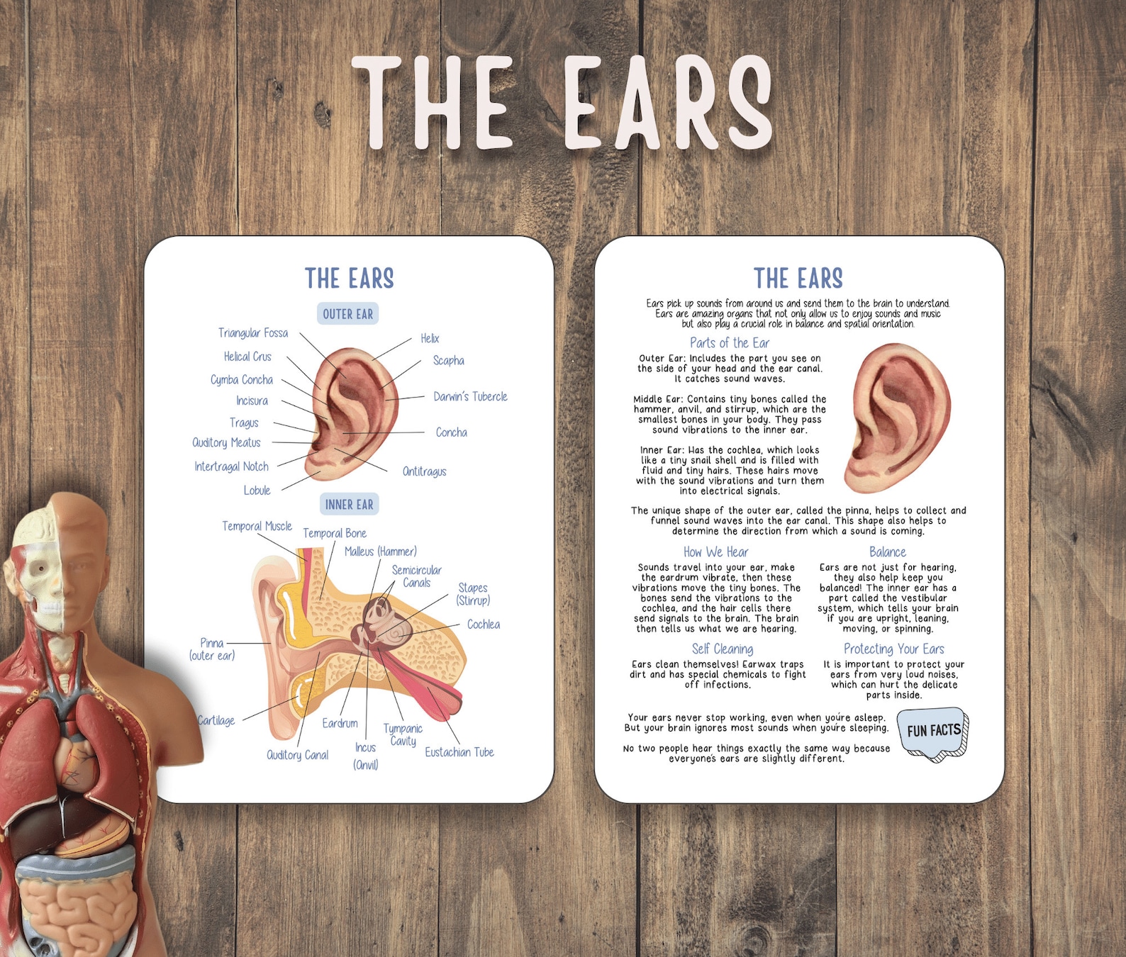 Human Anatomy Unit Study Educational Pack for Teachers, Homeschooling ...