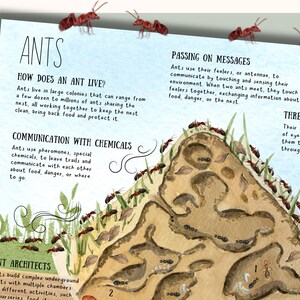 Insect Study and Bug Life Cycles for Kids | Printable Booklet With ...