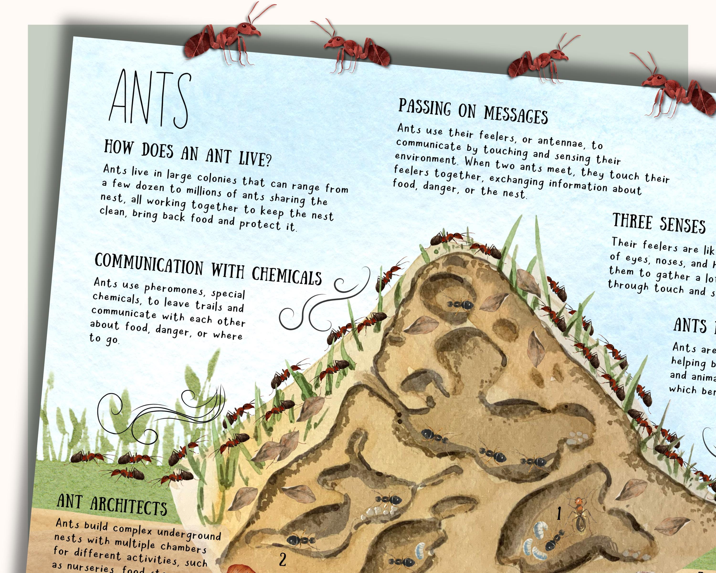 Insect Study and Bug Life Cycles for Kids | Printable Booklet With ...