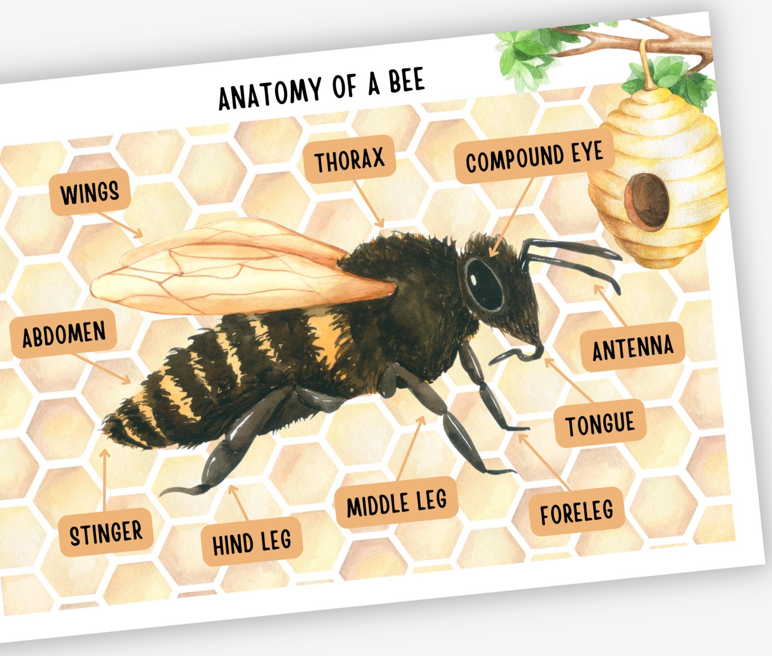 ANIMAL KINGDOM Unit Study Educational Resources for Teachers ...