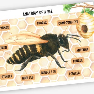 ANIMAL KINGDOM Unit Study Educational Resources for Teachers ...