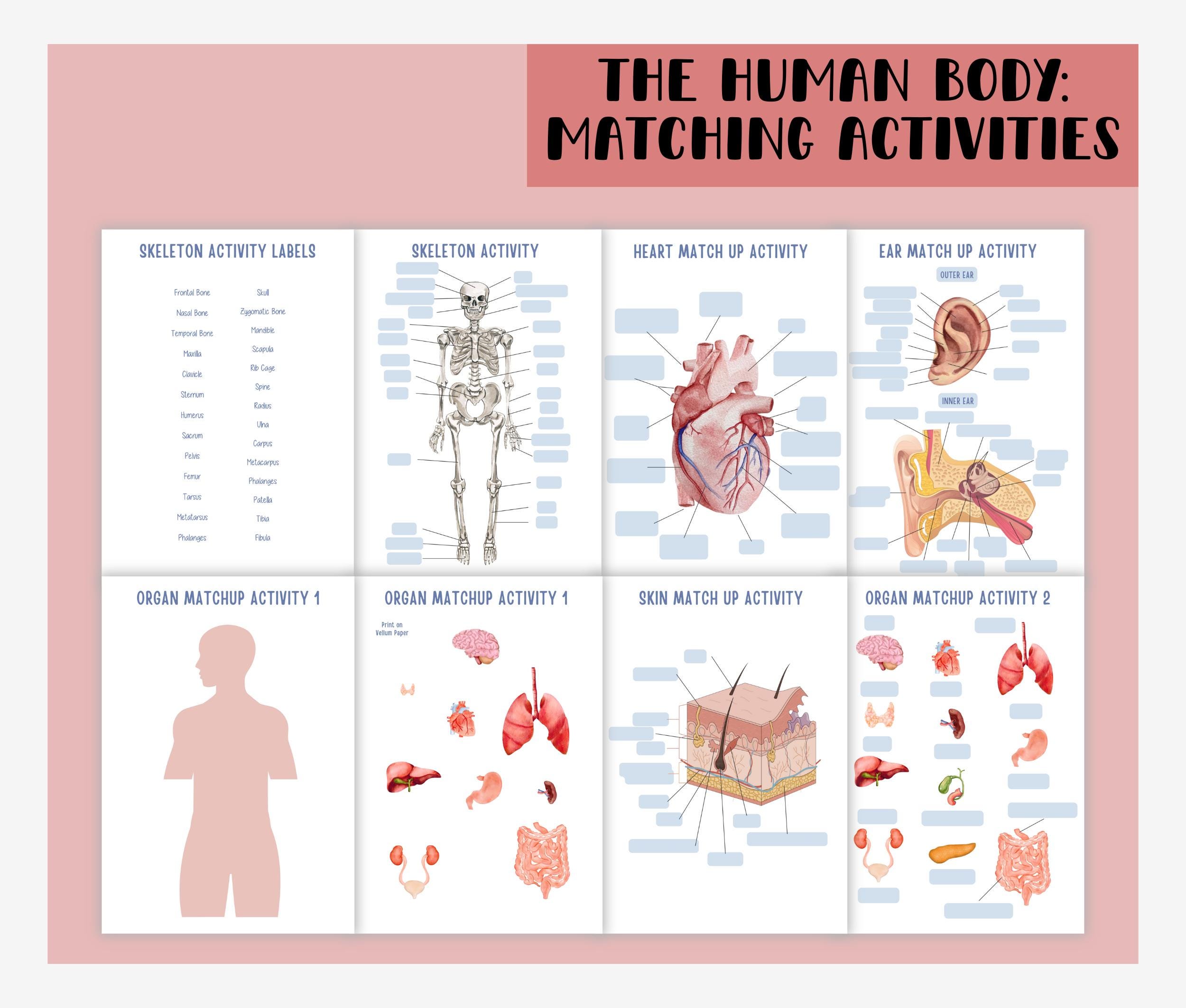 Human Anatomy Unit Study Educational Pack for Teachers, Homeschooling ...
