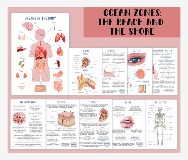 Homeschool Unit Study Bundle: Ocean, Bugs, Animals, Human Body (digital ...