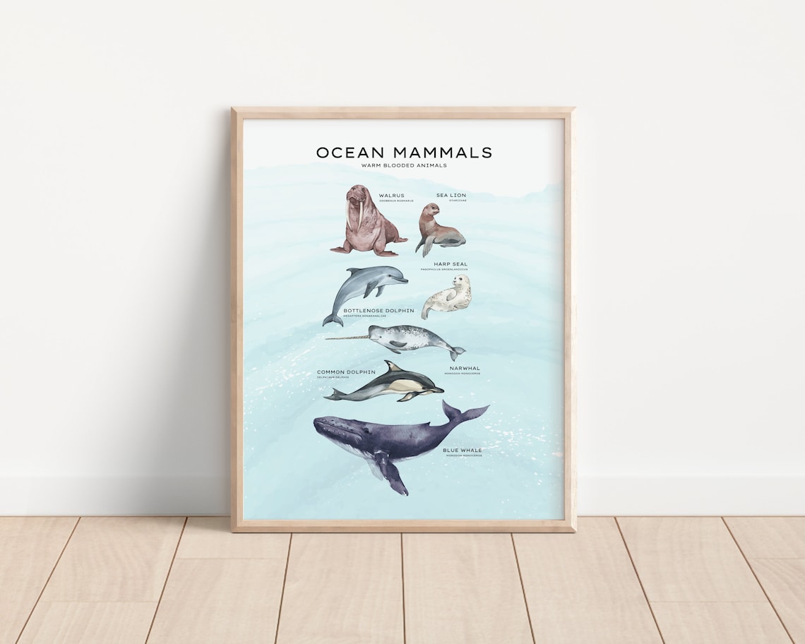 Ocean Animals Print for School Classroom, Educational Posters ...
