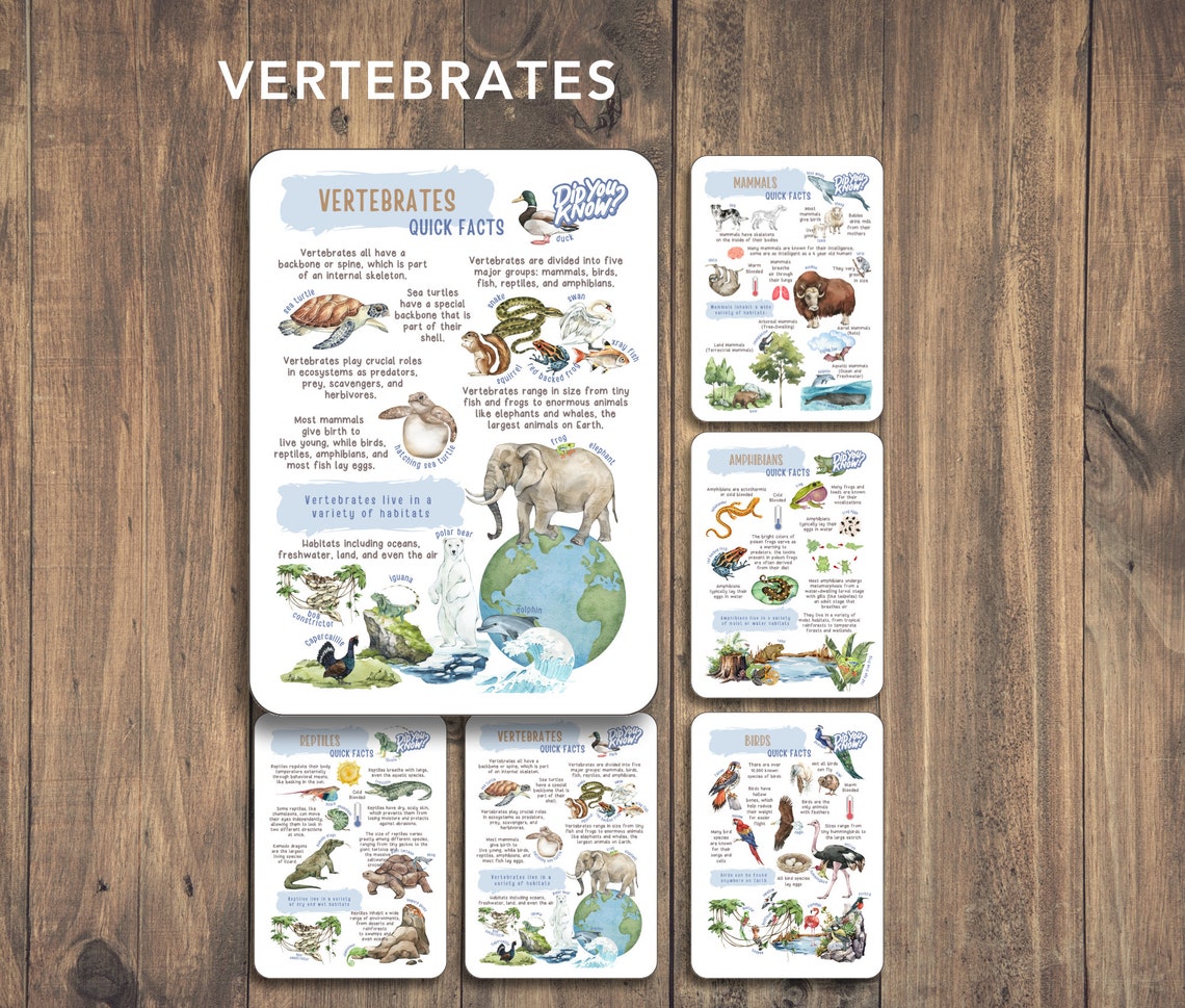 3 Unit Study BUNDLE Educational Resources for Teachers, Homeschool and ...