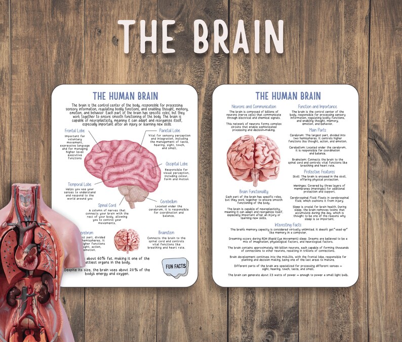 Human Anatomy Unit Study Educational Pack for Teachers, Homeschooling ...