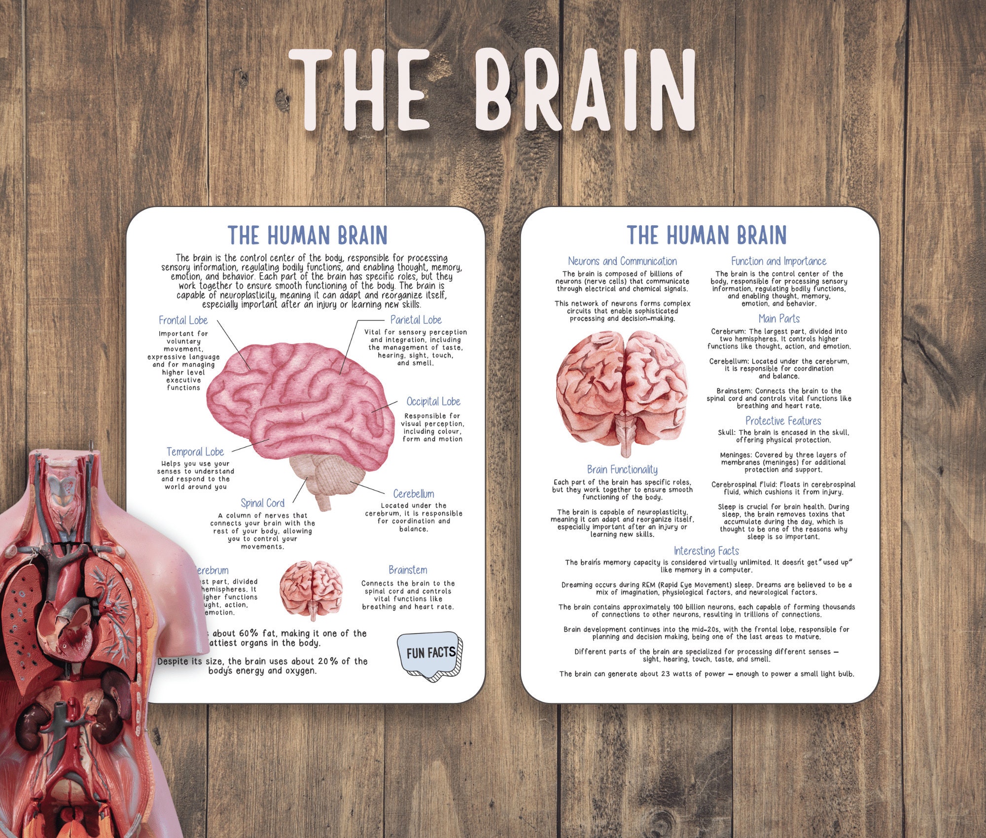 Human Anatomy Unit Study Educational Pack for Teachers, Homeschooling ...