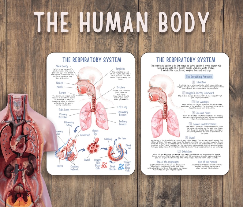 Human Anatomy Unit Study Educational Pack for Teachers, Homeschooling ...