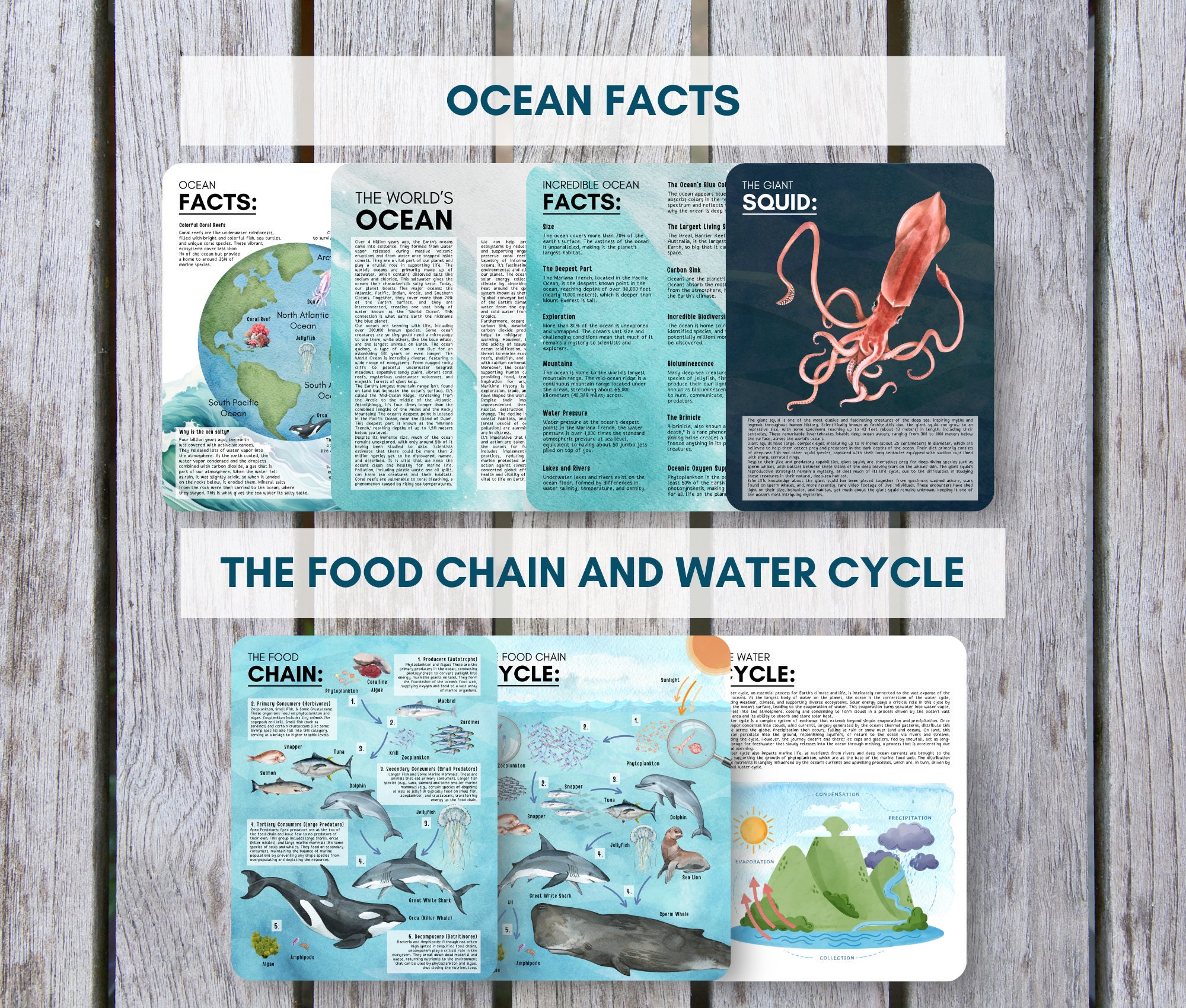 OCEAN Unit Study Educational Resources for Teachers, Homeschool and ...