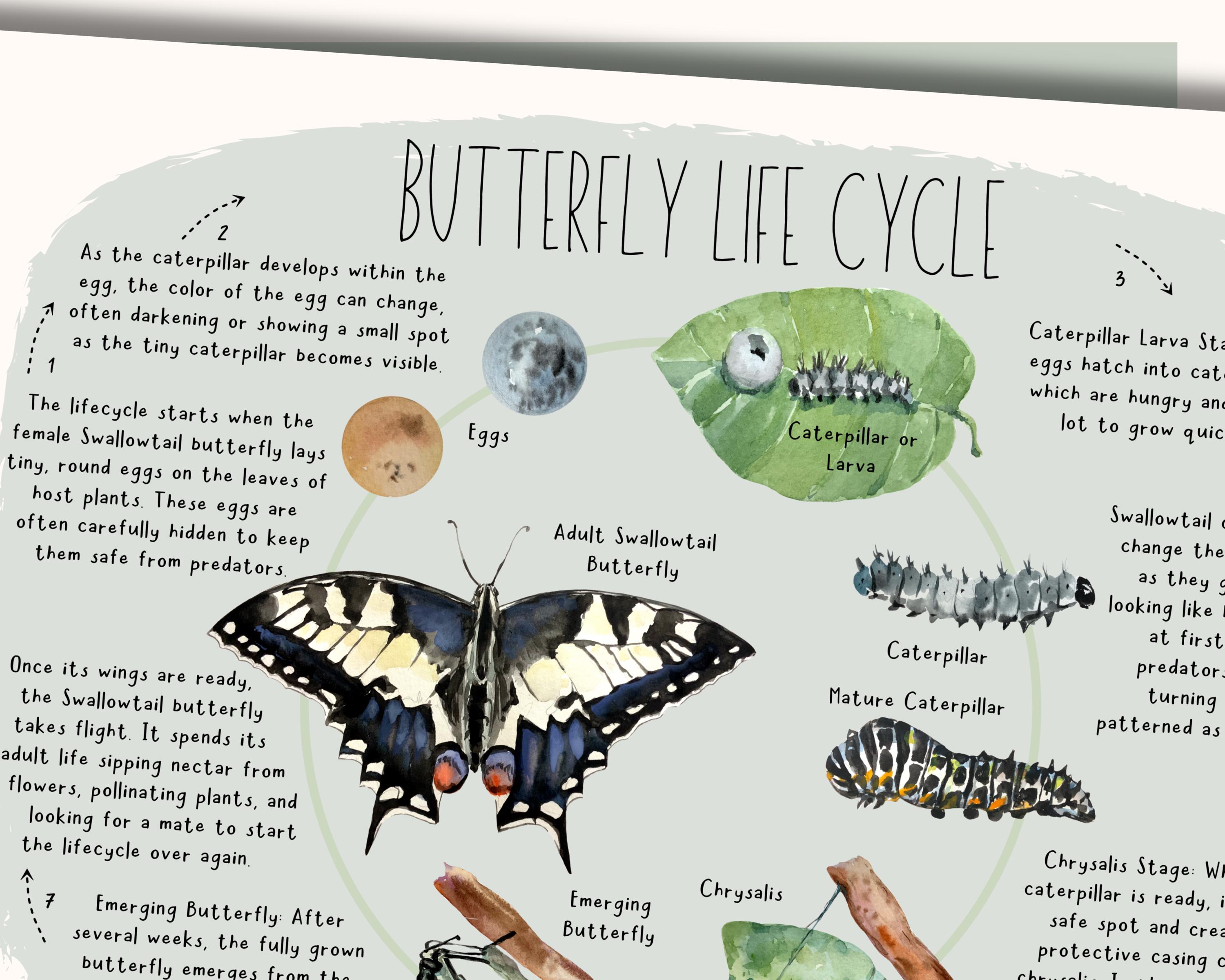 Insect Study and Bug Life Cycles for Kids | Printable Booklet With ...