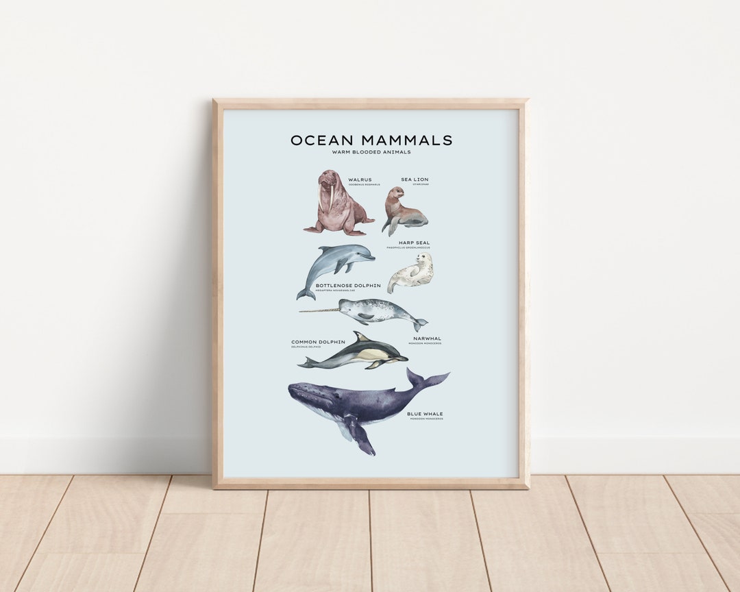 Ocean Animals Print for School Classroom, Educational Posters ...