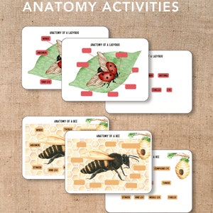 ANIMAL KINGDOM Unit Study Educational Resources for Teachers ...