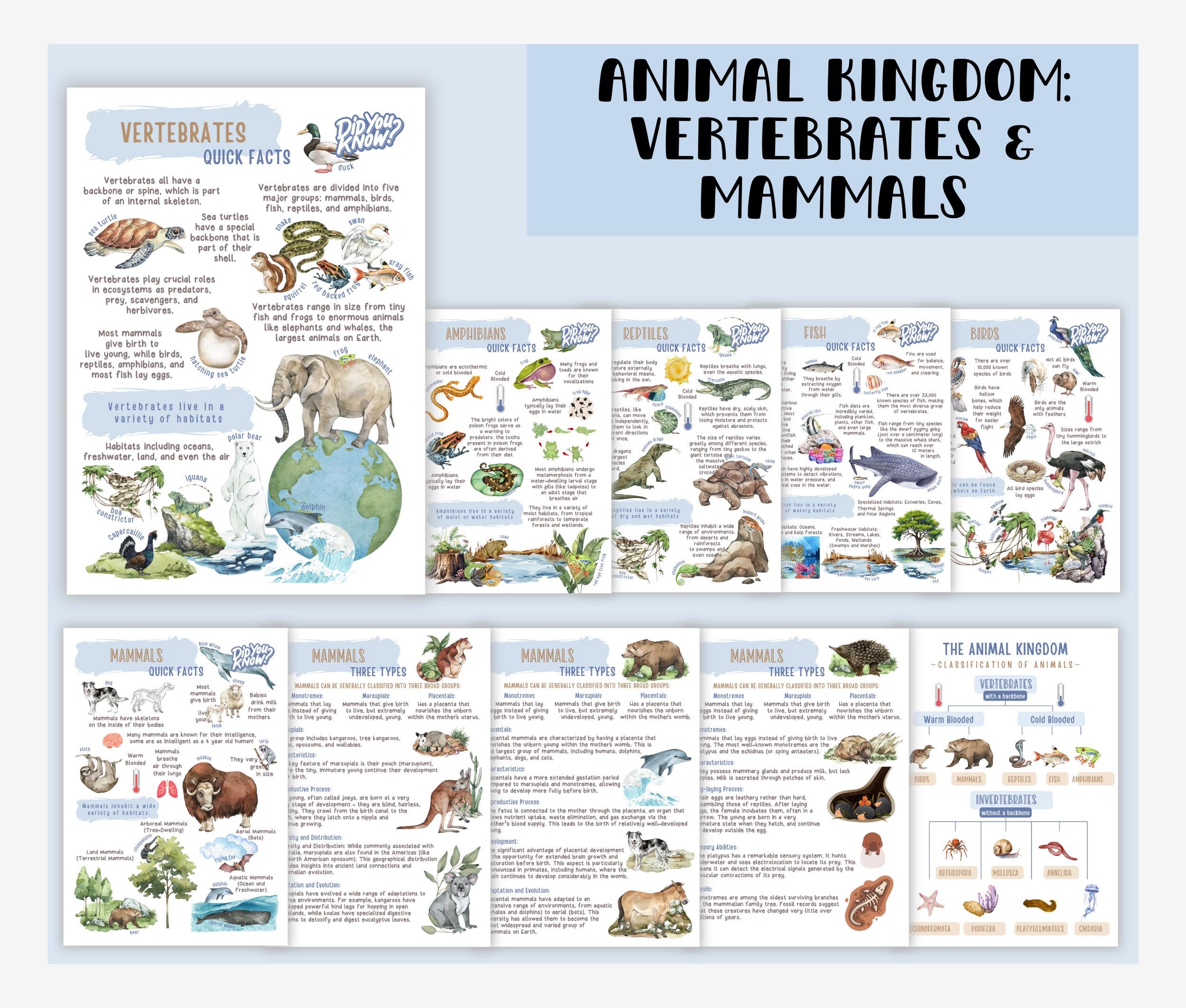 ANIMAL KINGDOM Unit Study Educational Resources for Teachers ...