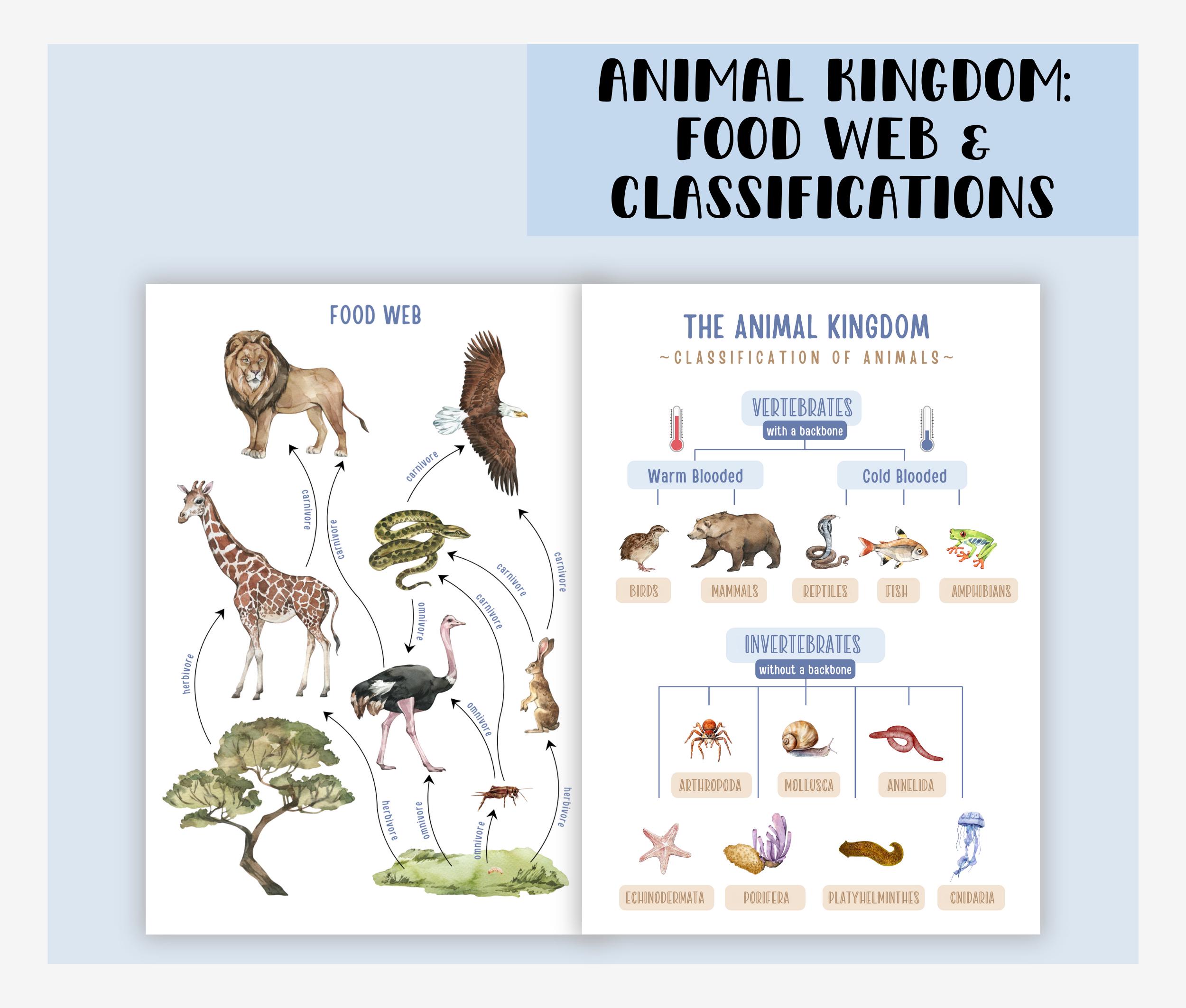 ANIMAL KINGDOM Unit Study Educational Resources for Teachers ...