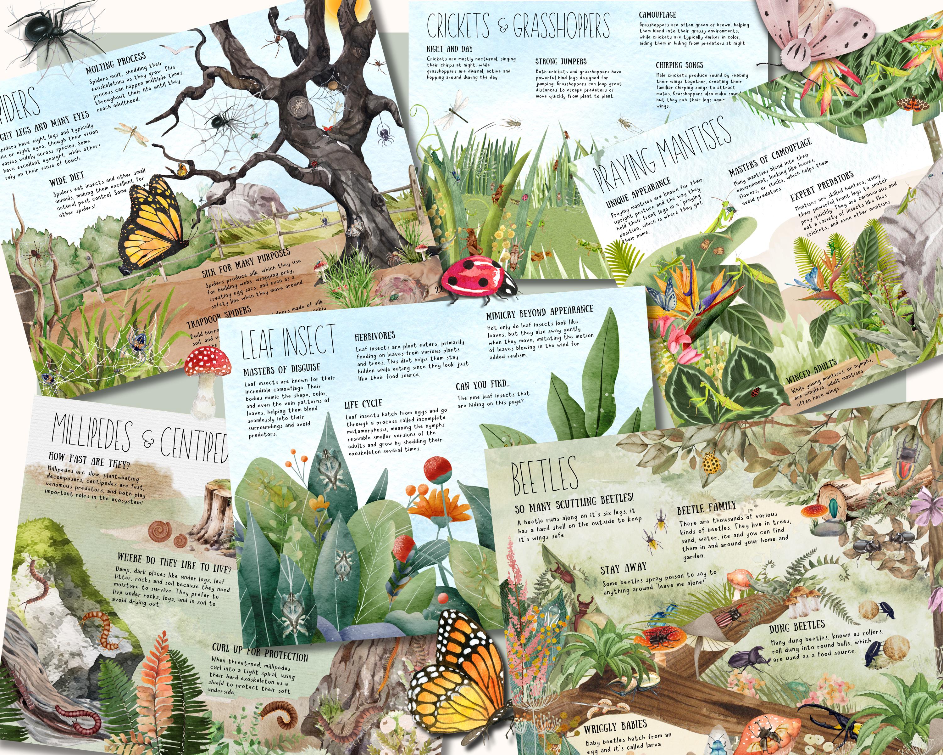 Insect Study and Bug Life Cycles for Kids | Printable Booklet With ...
