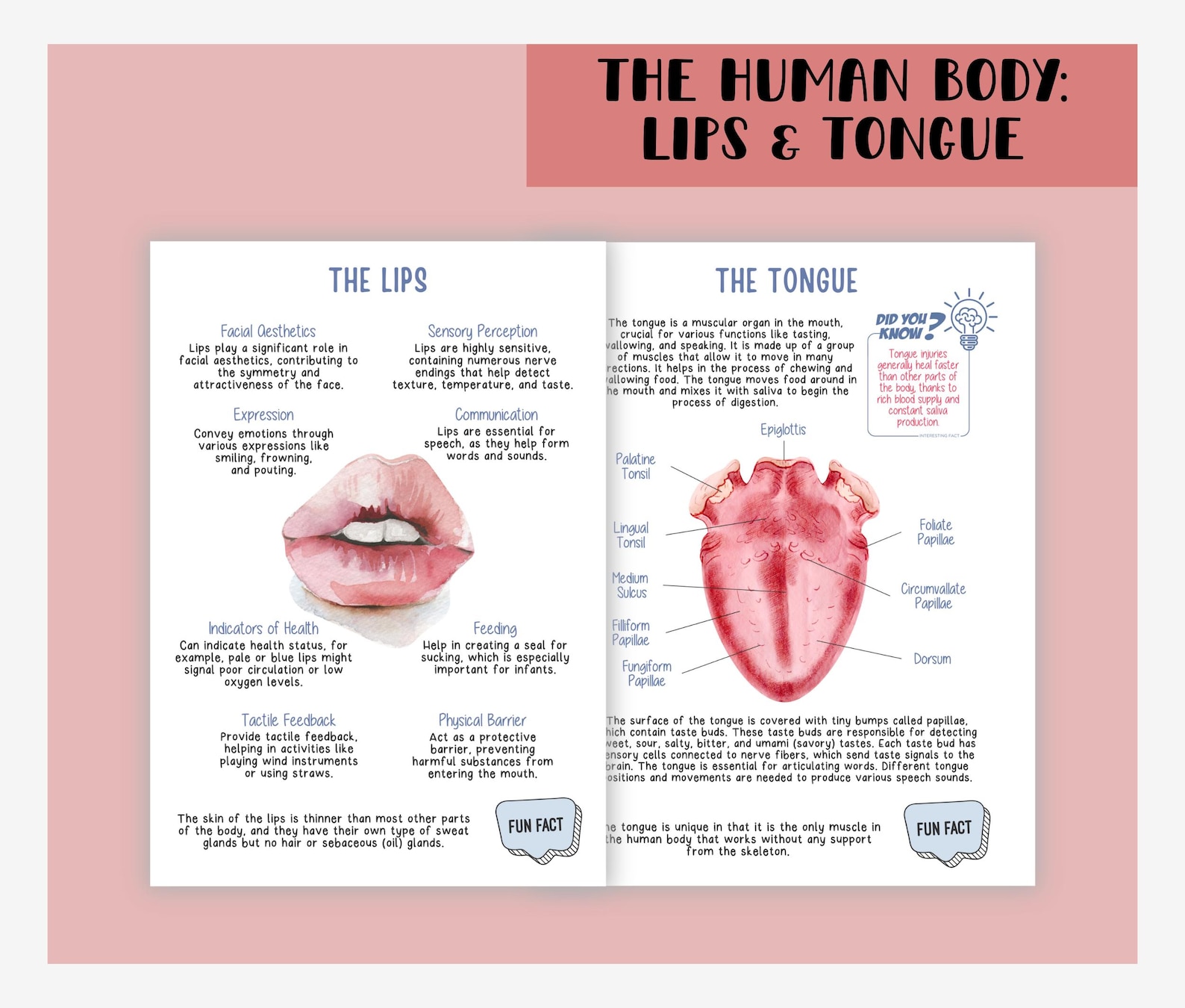 Human Anatomy Unit Study Educational Pack for Teachers, Homeschooling ...
