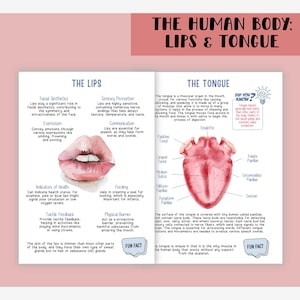 Human Anatomy Unit Study Educational Pack for Teachers, Homeschooling ...