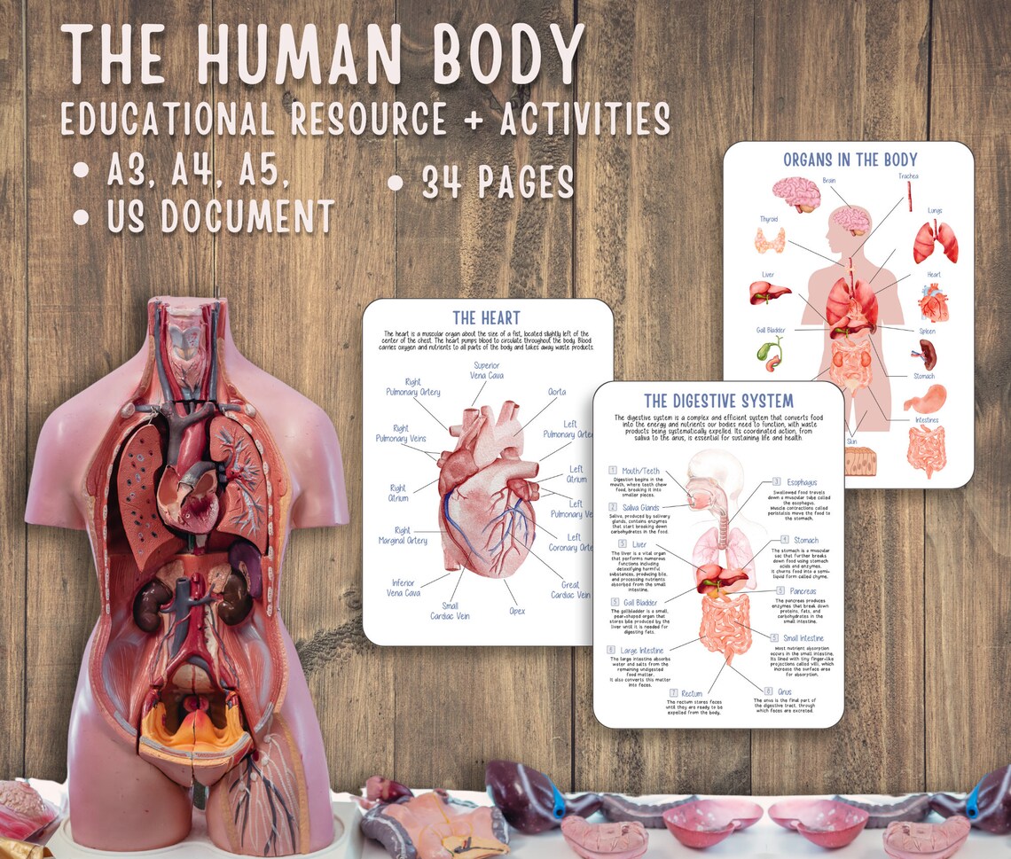 3 Unit Study BUNDLE Educational Resources for Teachers, Homeschool and ...