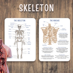 Human Anatomy Unit Study Educational Pack for Teachers, Homeschooling ...